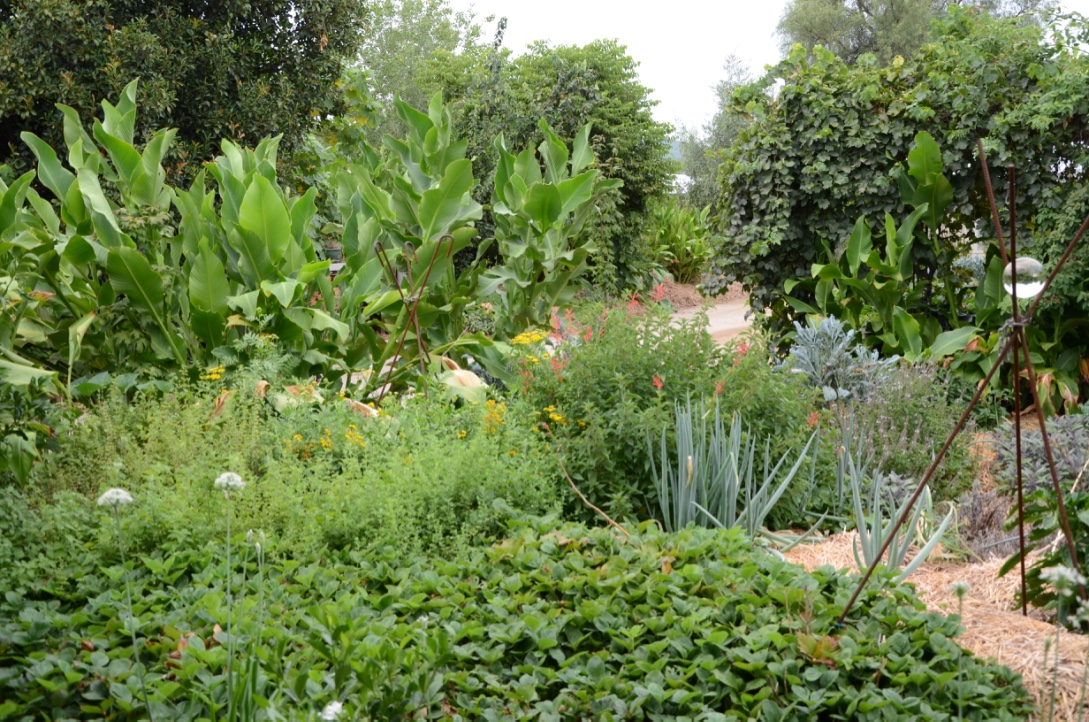 Food Forest Garden - The River House - Exceptional Natural Food